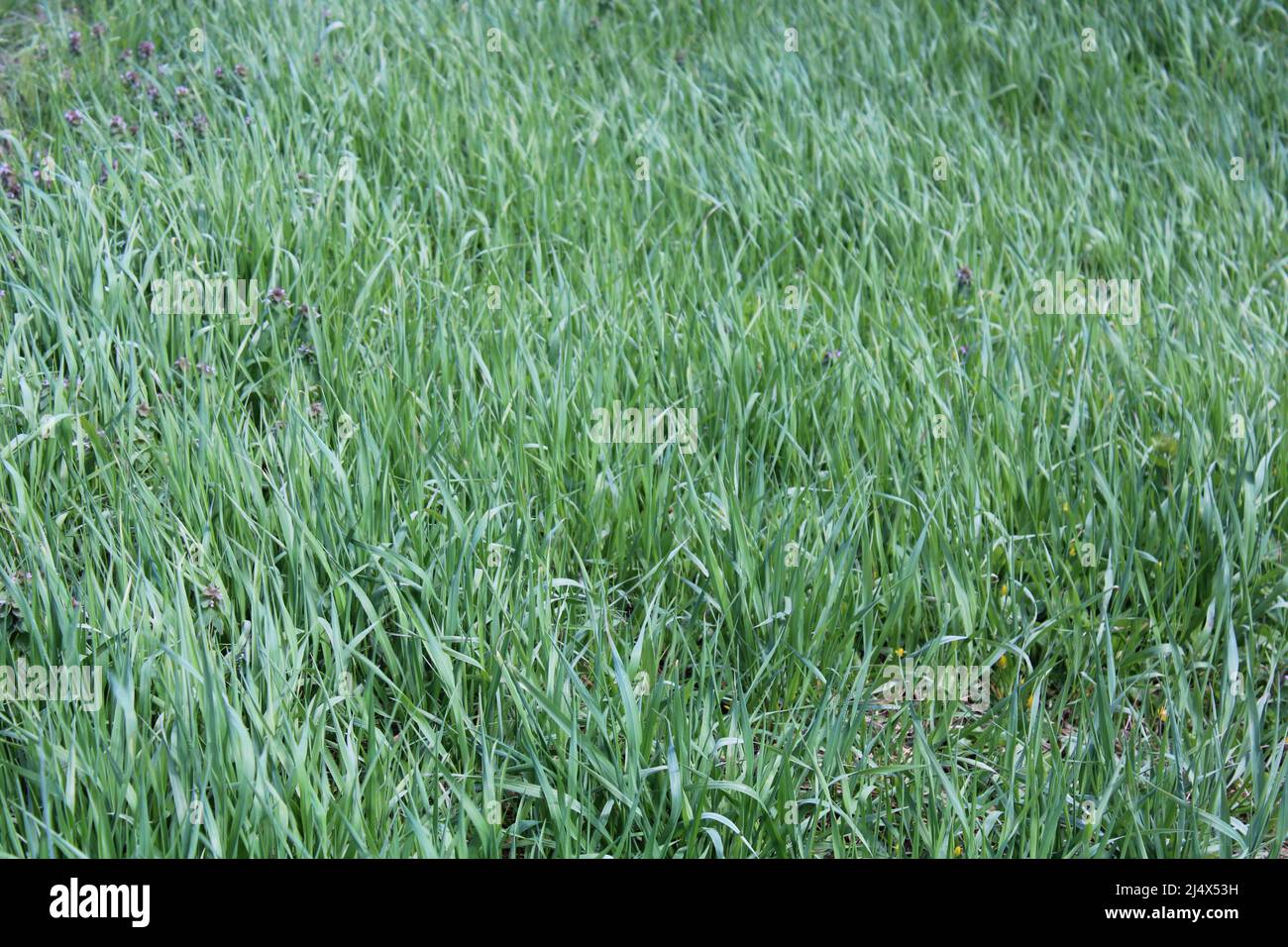 Overgrown lawn hi-res stock photography and images - Alamy