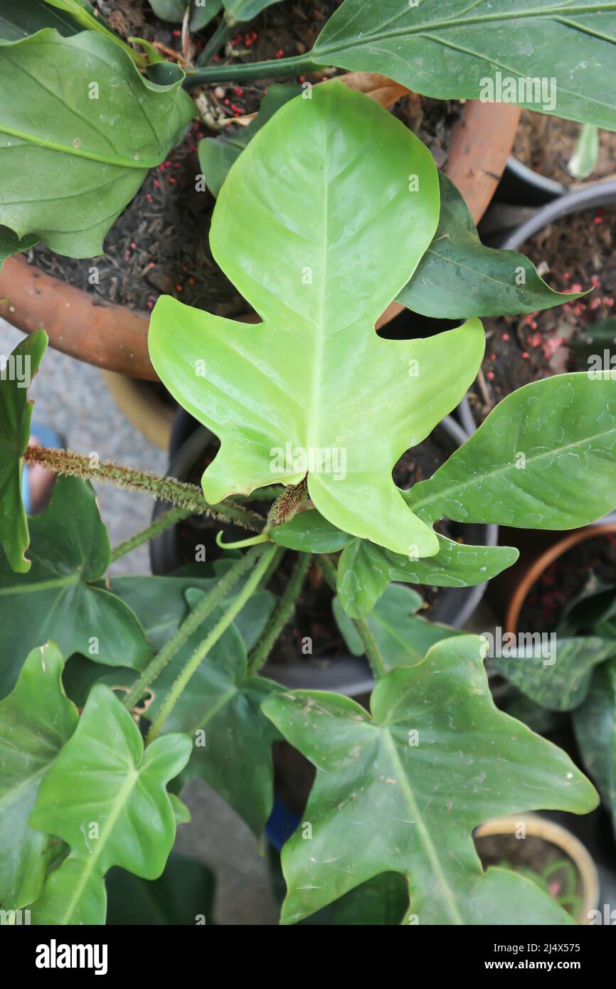 Philodendron pedatum, Philodendron or ARACEAE plant Stock Photo - Alamy