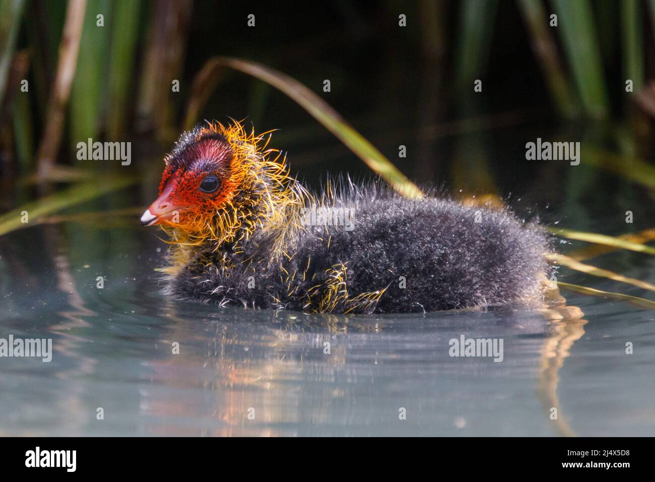 Rose coot hi-res stock photography and images - Alamy