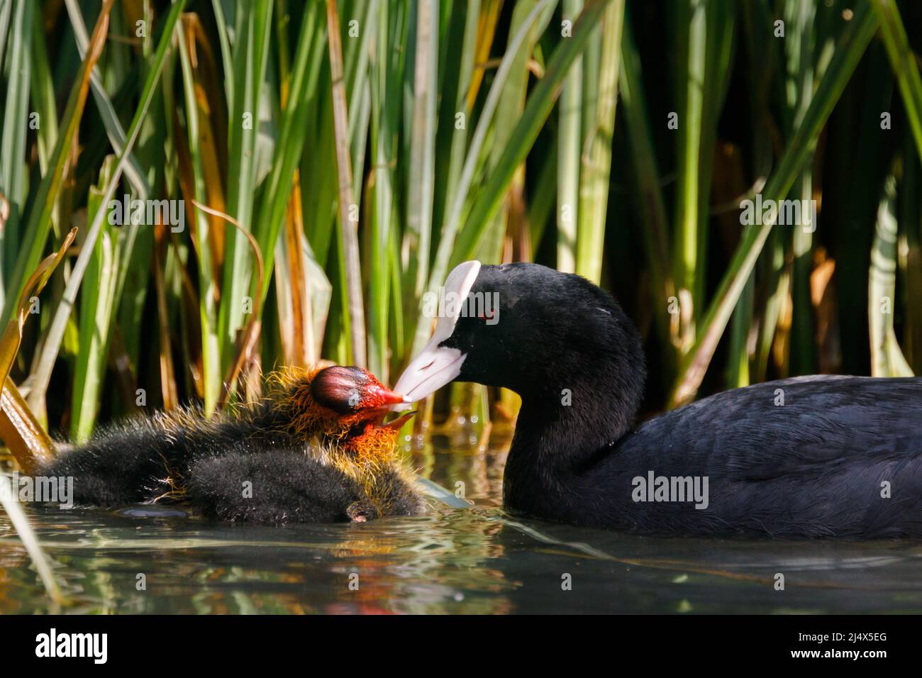 Juvenile coot uk hi-res stock photography and images - Alamy