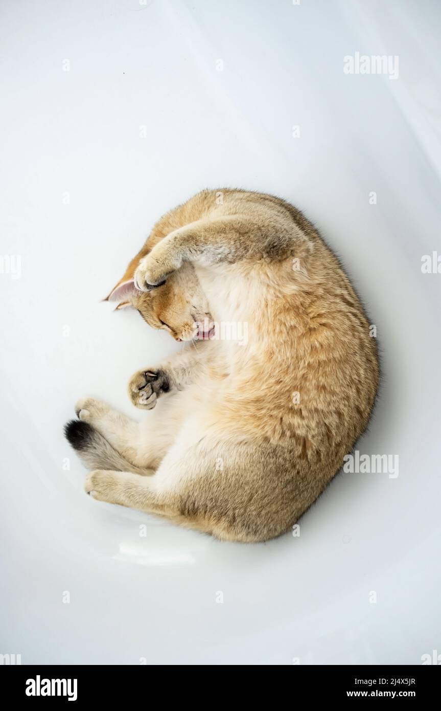 Self cleaning cat hi-res stock photography and images - Alamy