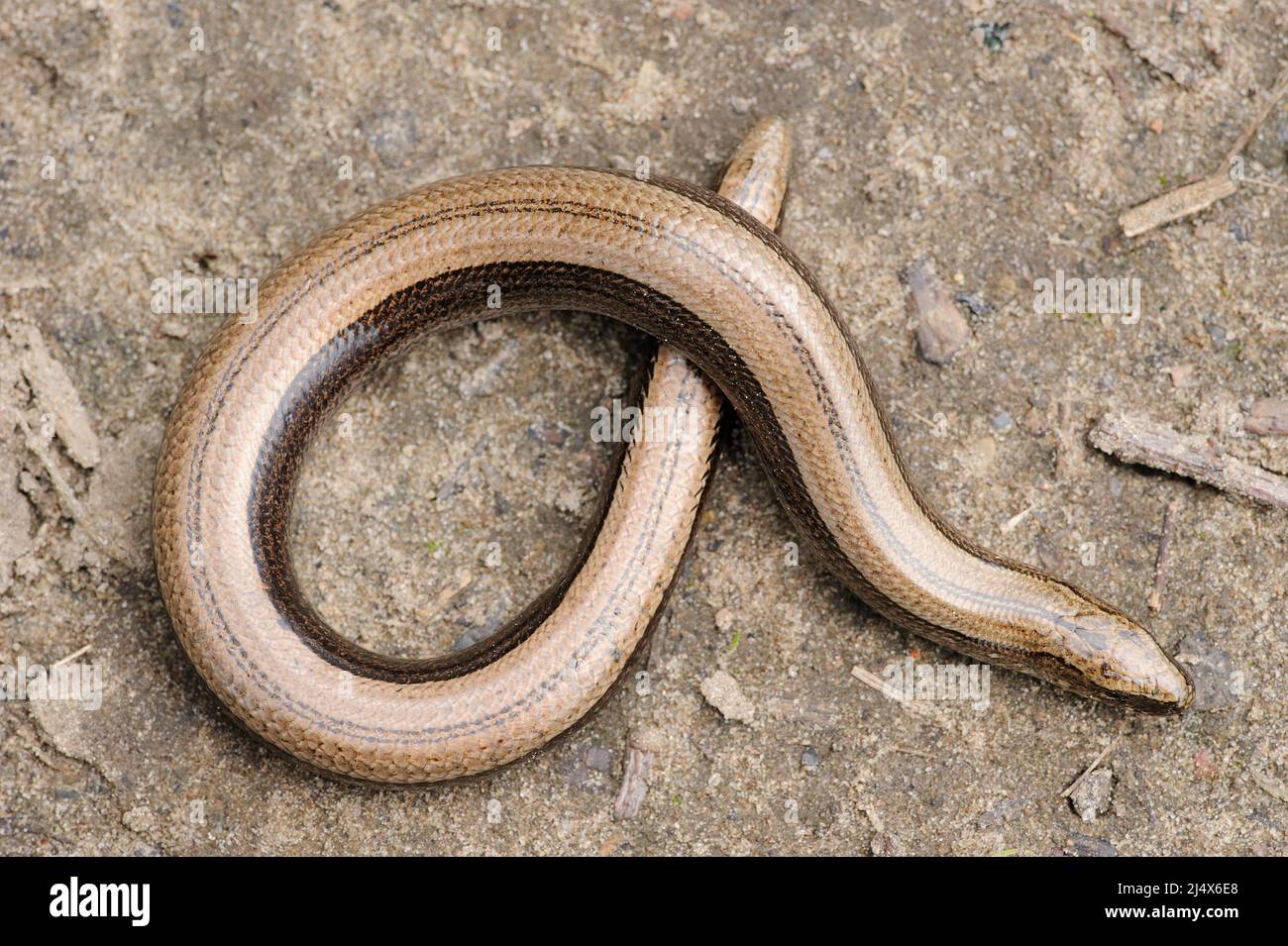 Rare animal, legless shiny harmless lizard slow worm on the ground ...