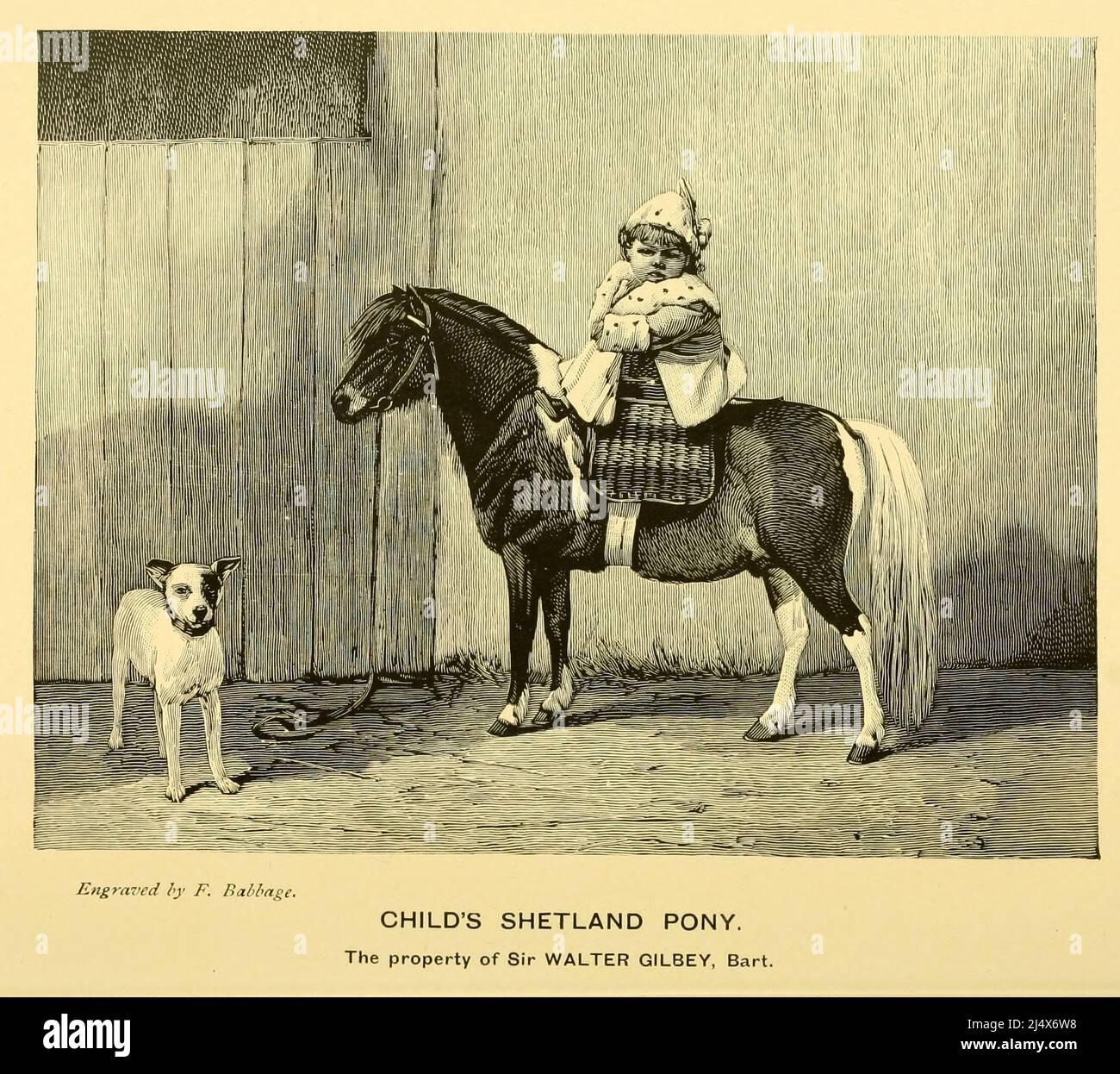 Shetland pony historical hi-res stock photography and images - Alamy