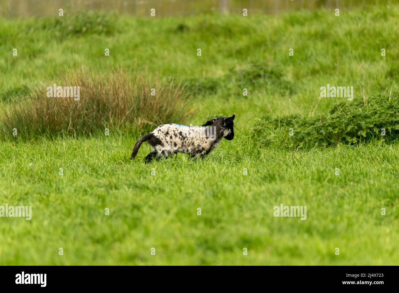 Dunton Essex 18th Apr. 2022 UK Weather New born lambs in the spring ...