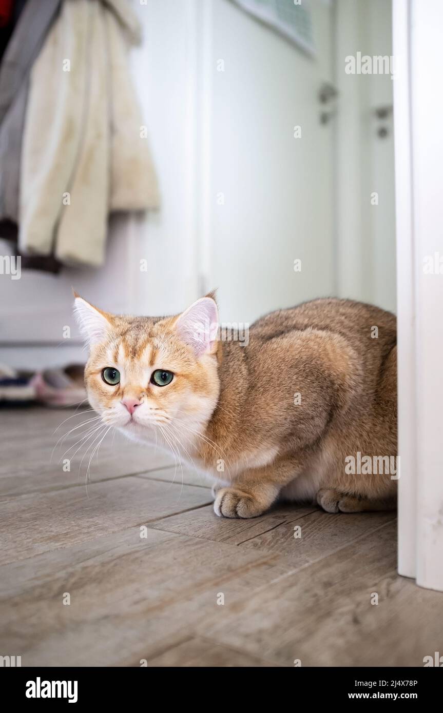 Frightened cat sits on the floor in the hallway and looks excitedly ...