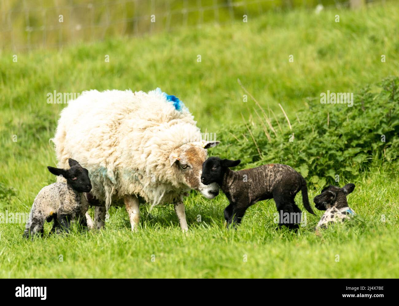 Dunton Essex 18th Apr. 2022 UK Weather New born lambs in the spring ...
