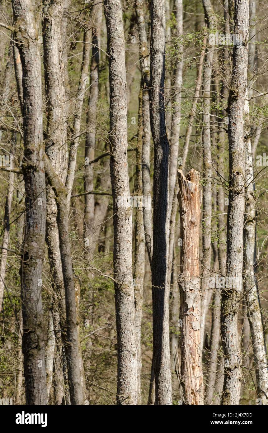 Dense woodland background hi-res stock photography and images - Alamy