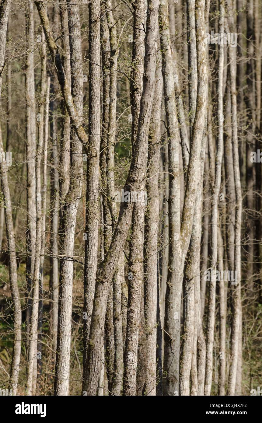 Forest scene with dense slender tree trunks in the Westerwald region in ...