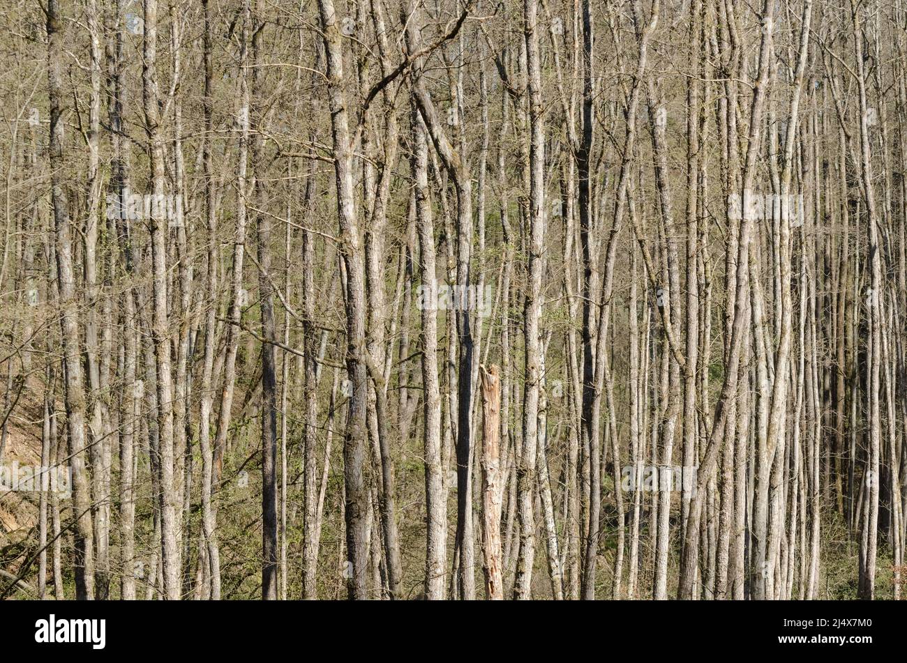 Dense forest in the Westerwald region in Germany Stock Photo - Alamy