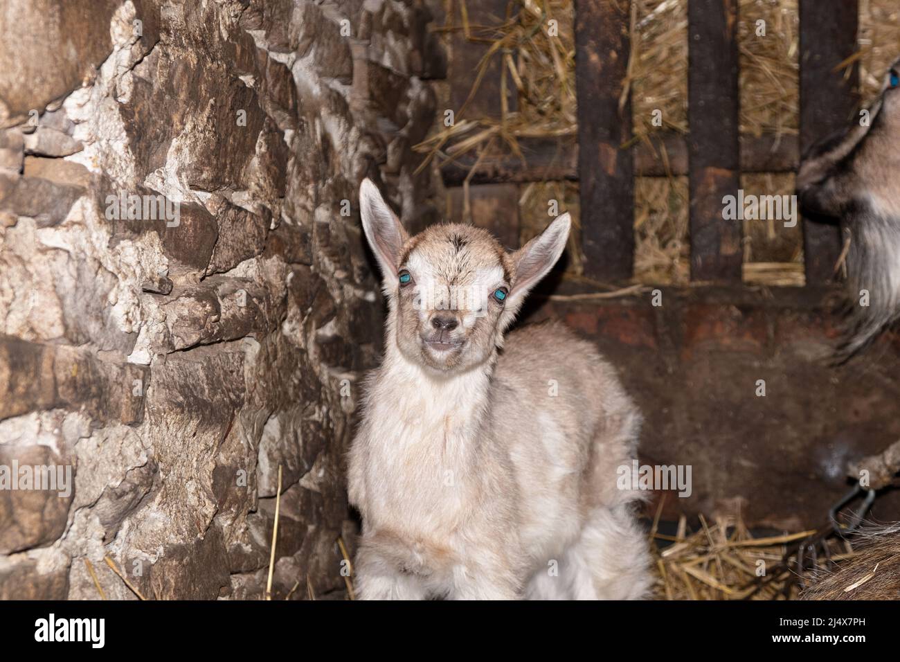 Goat funny face hi-res stock photography and images - Alamy