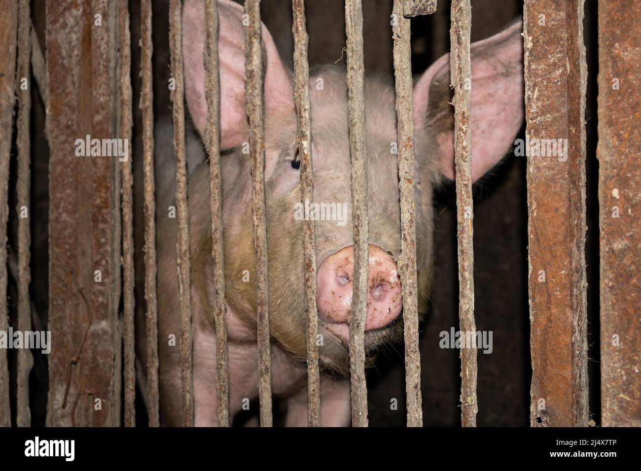 pig in a cage, farm animal pork in the paddock Stock Photo - Alamy
