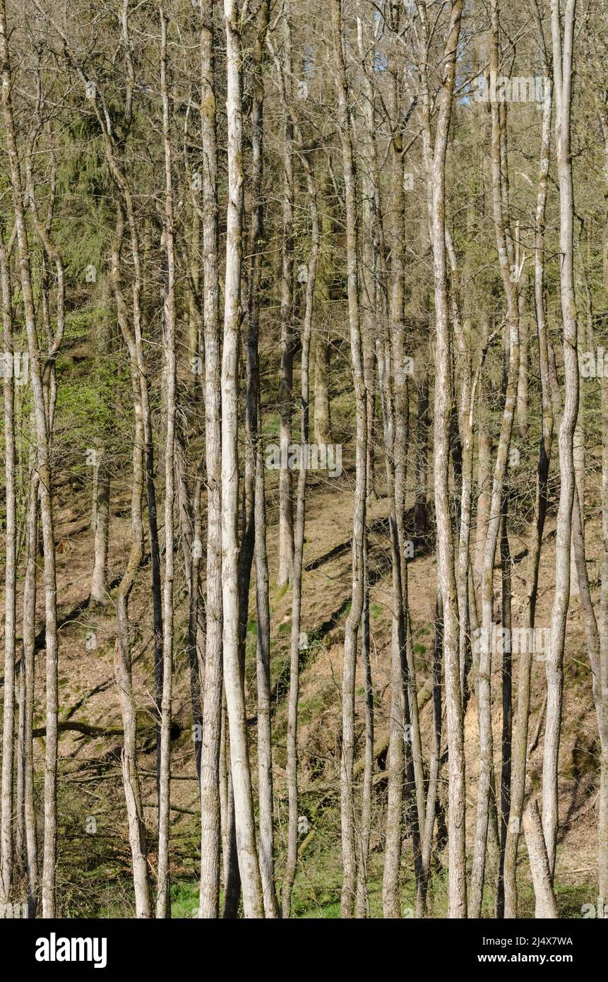 Forest scene in the Westerwald region in Germany Stock Photo - Alamy