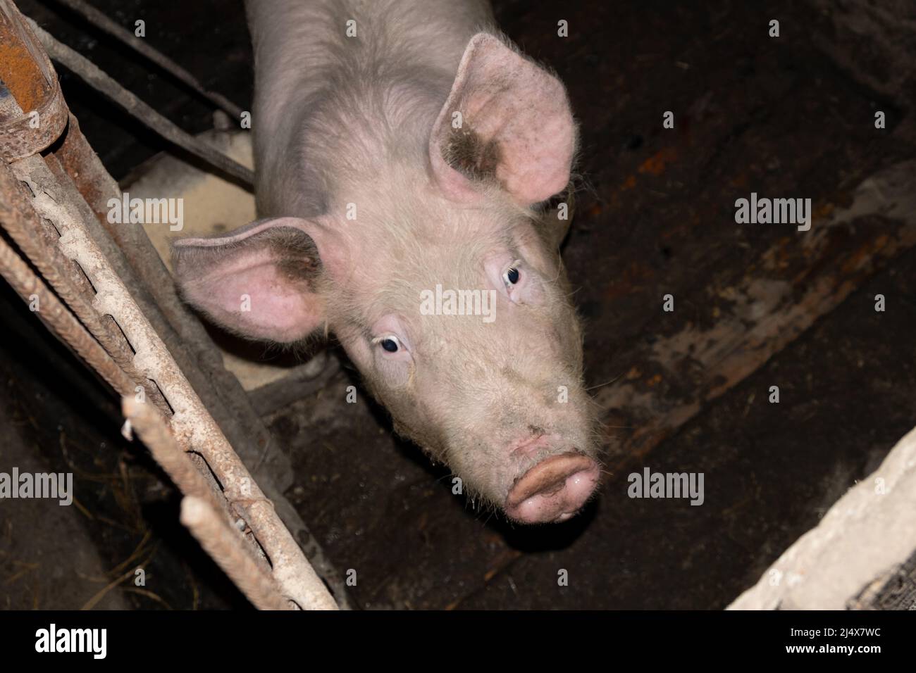 Pig production hi-res stock photography and images - Alamy