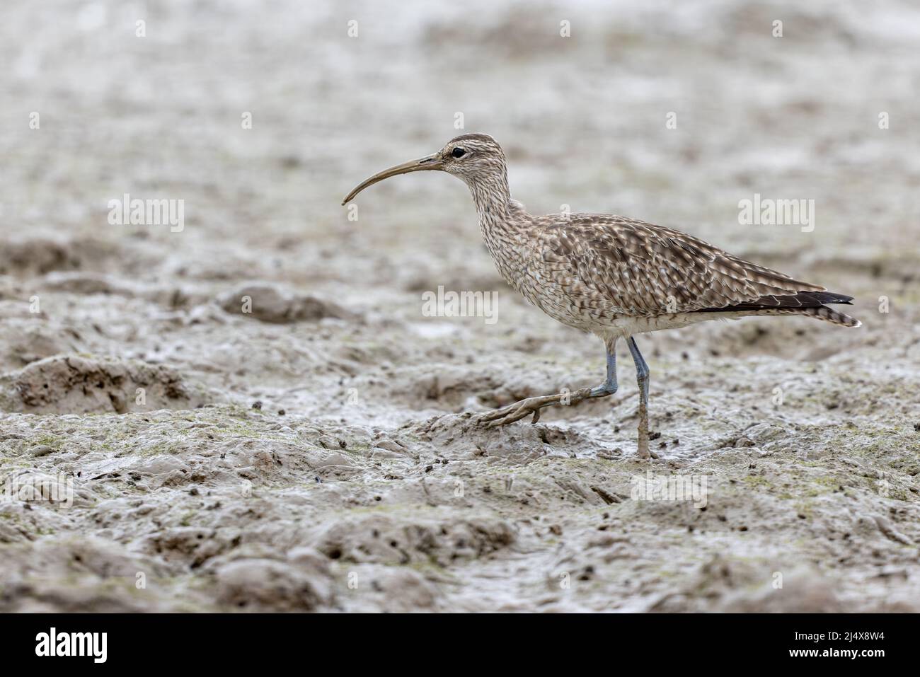 Mudflat bird hi-res stock photography and images - Alamy