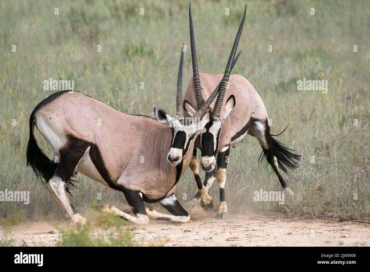 Gemsbok (Oryx gazella) fighting, Kgalagadio transfrontier park ...