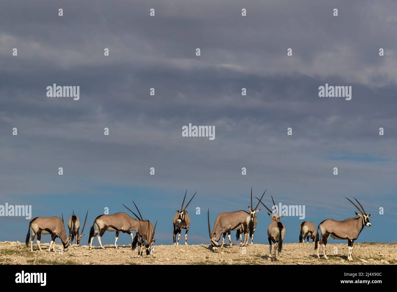 Gemsbok (Oryx gazella), Kgalagadio transfrontier park, Northern Cape ...