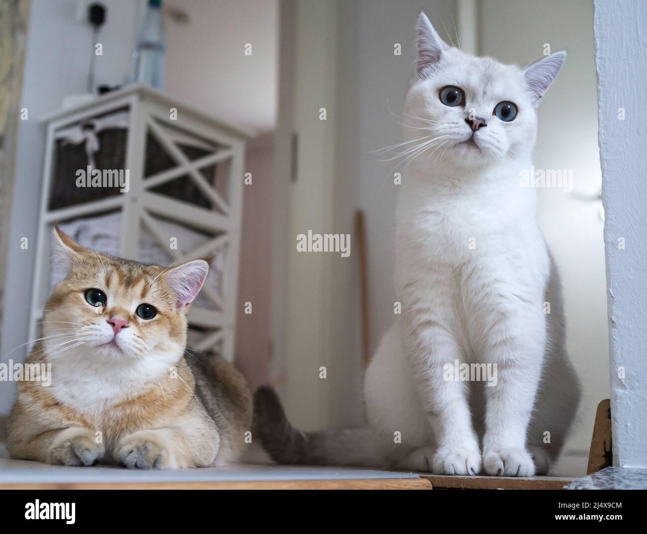 Two cute cats are watching with interest, one is lying on the floor ...