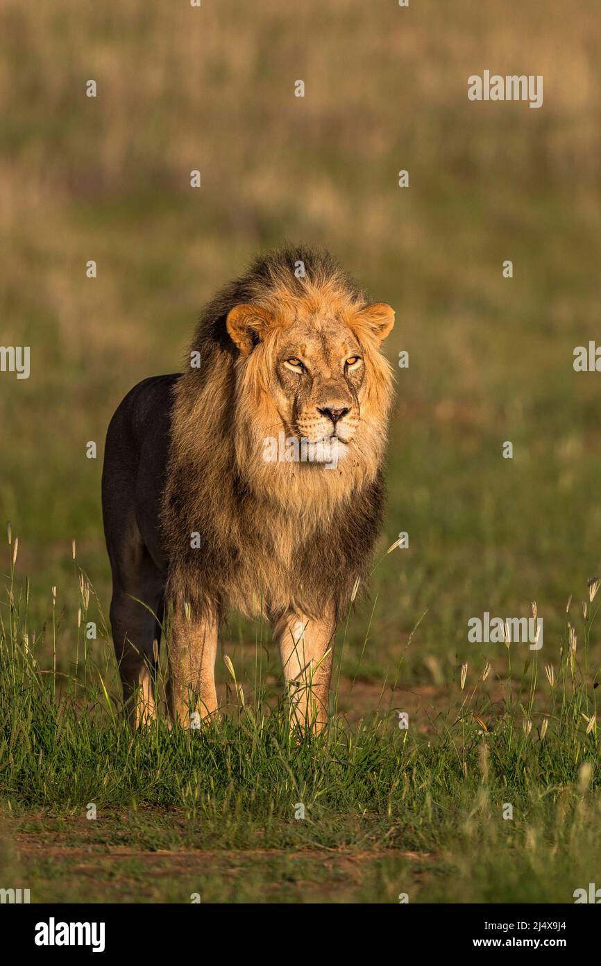 Lion (Panthera leo), Kgalagadi transfrontier park, Northern Cape, South ...