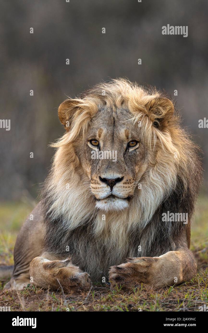 Lion (Panthera leo), Kgalagadi transfrontier park, Northern Cape, South ...