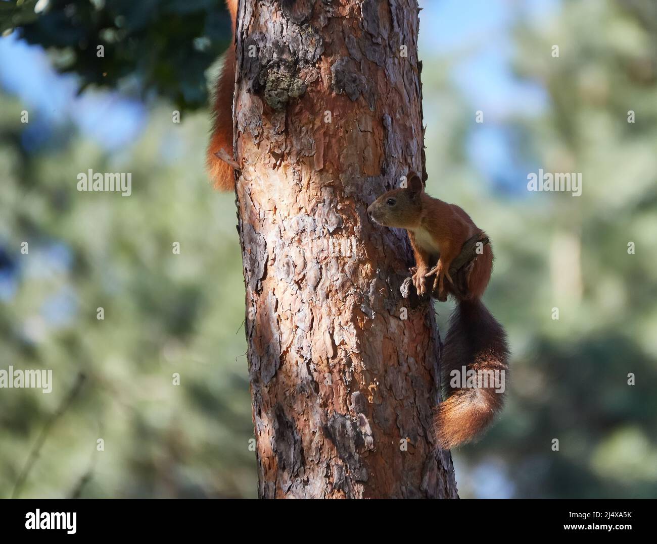 Two squirrels with fluffy tails on the trunk of an old tree. Squirrels ...