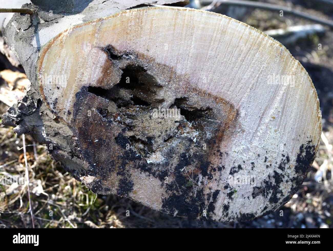 Cross section of a tree trunk affected by fungus Stock Photo - Alamy