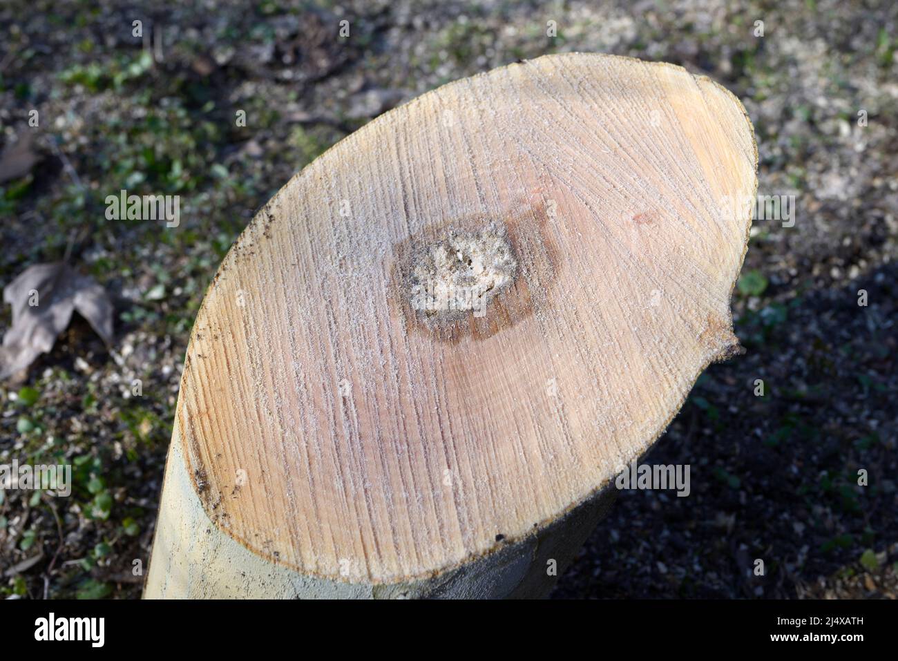 Cross section of a tree trunk affected by fungus Stock Photo - Alamy