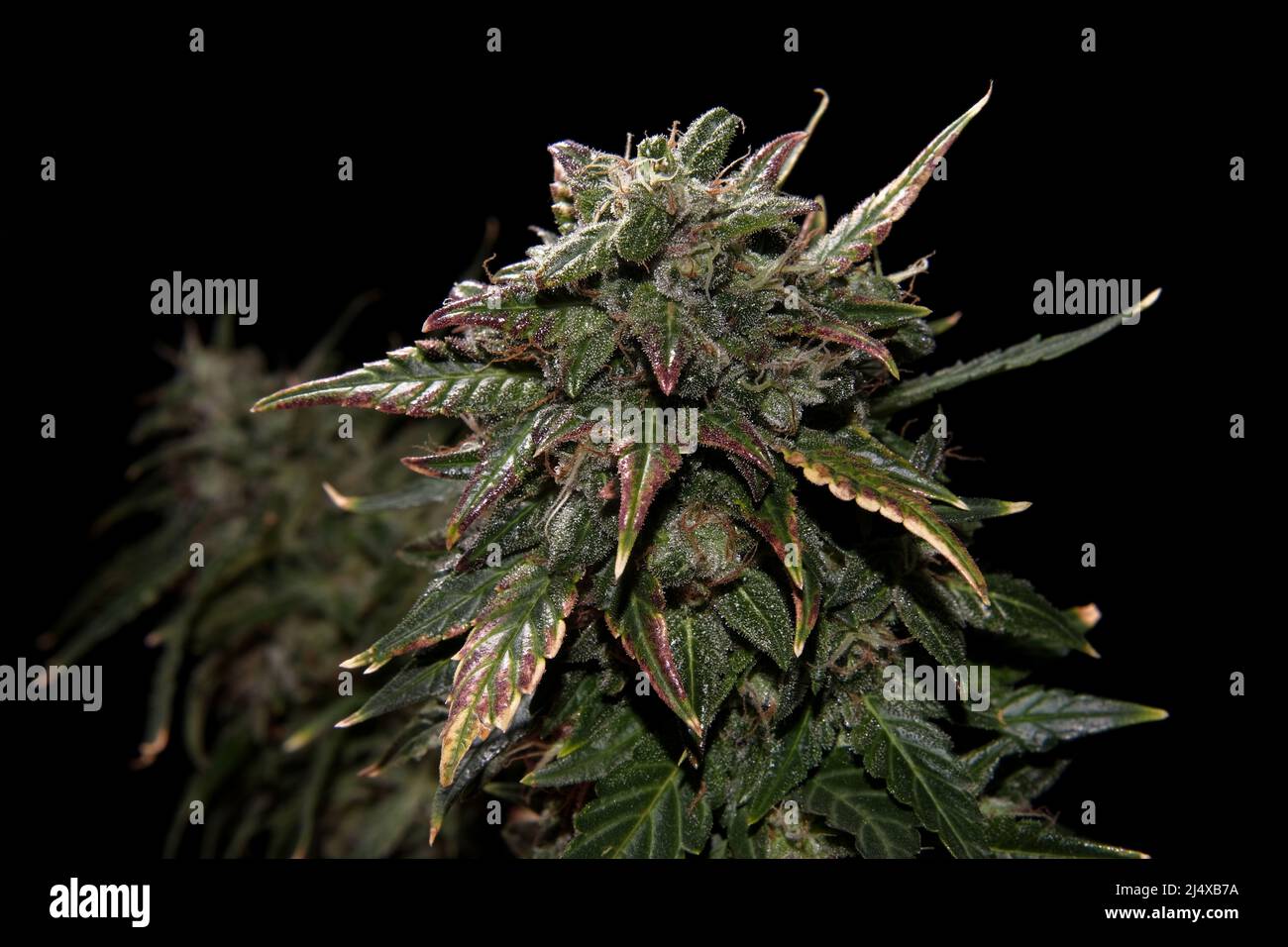 Ripen marijuana plant on black background. Hemp cones with green and ...