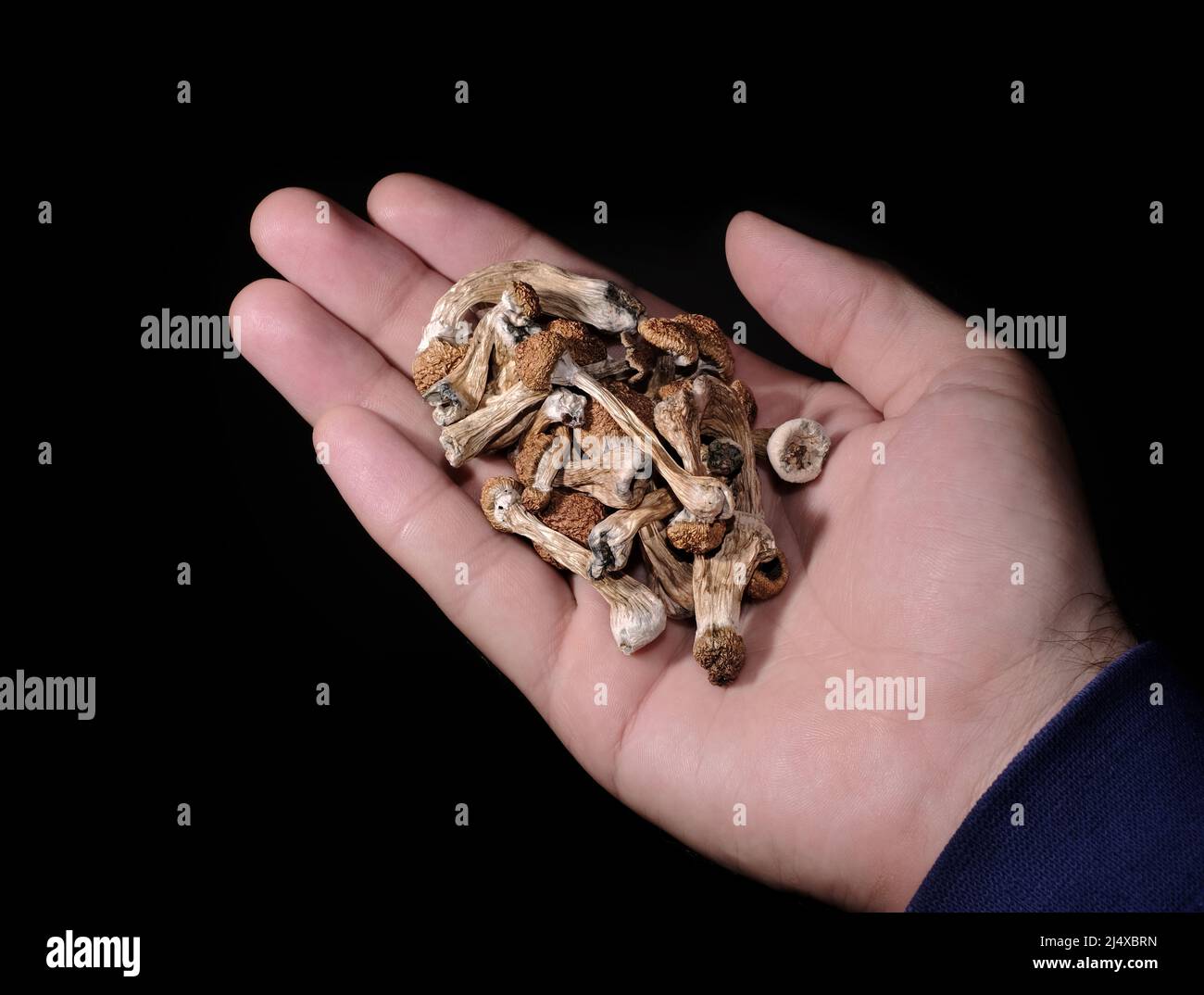 Psilocybin mushrooms in man's hand isolated on black background ...