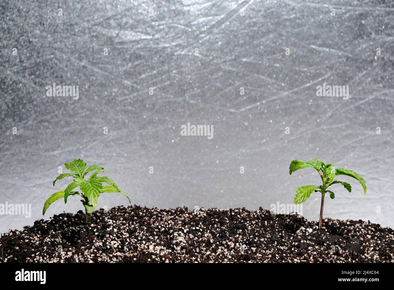 Cannabis sprout in a grow box, macro view. Small marijuana plant in a ...
