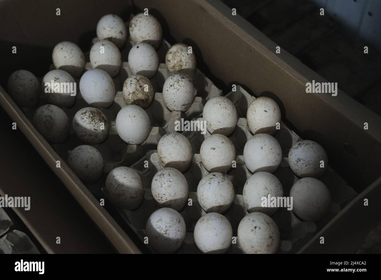 Goose eggs to be sold in an egg carton. Big fresh goose eggs. Selective ...