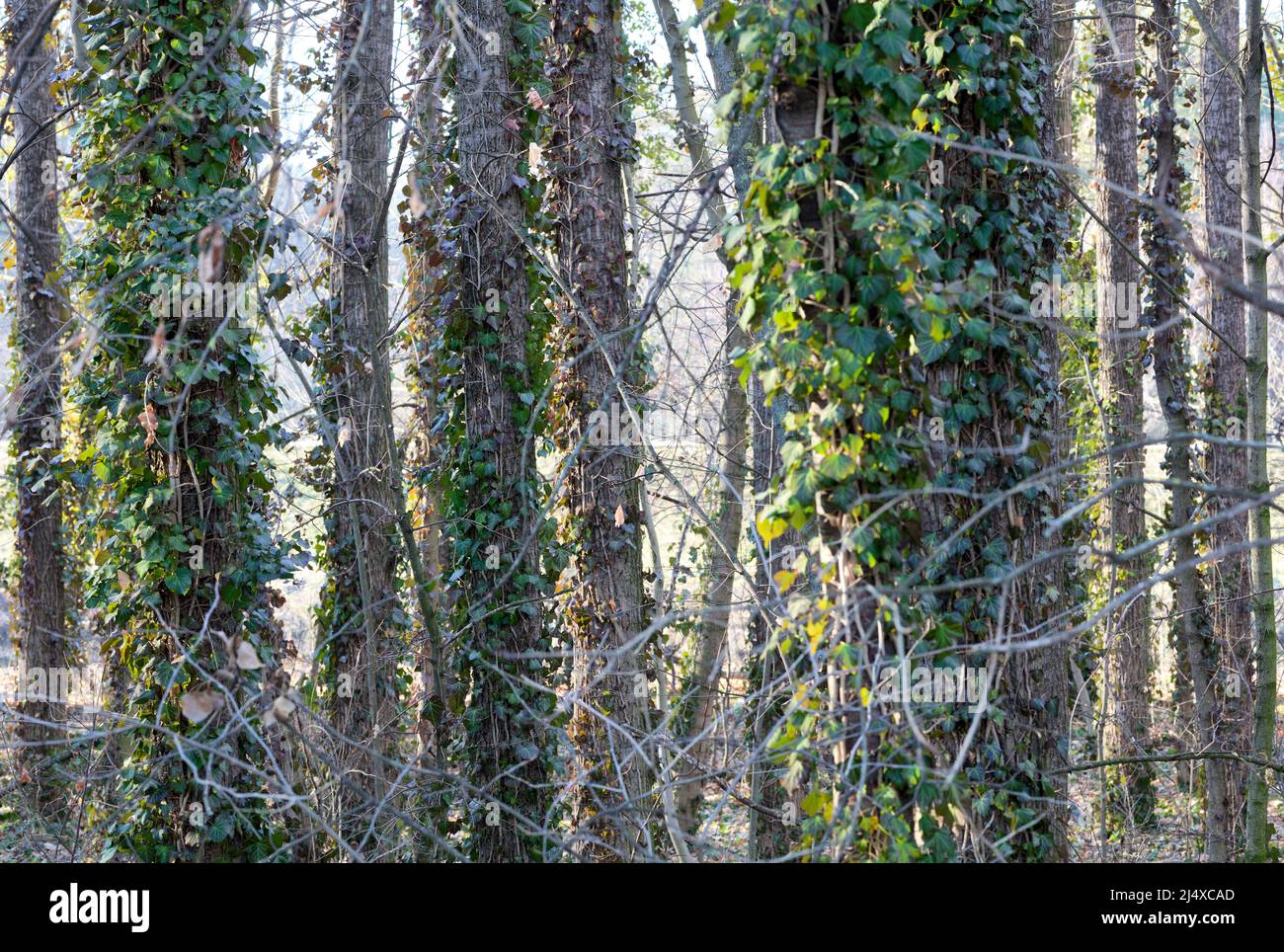 Old trees on the island Lido in Piestany, Slovakia Stock Photo - Alamy