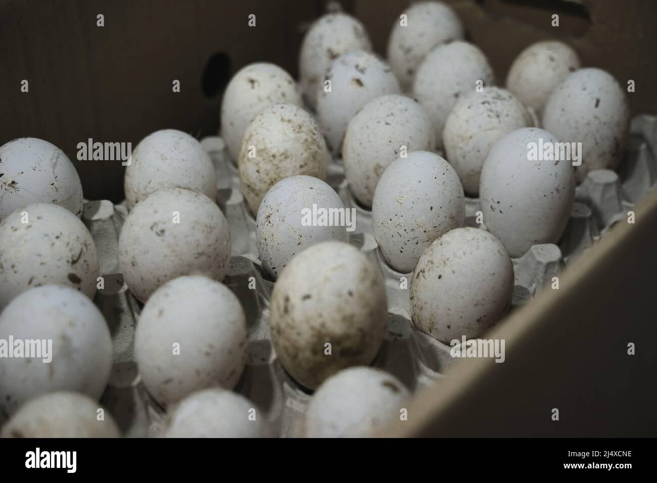 Goose eggs to be sold in an egg carton. Big fresh goose eggs. Selective ...