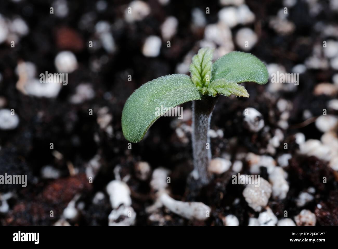 Cannabis sprout close-up in soil background. Fresh young marijuana ...