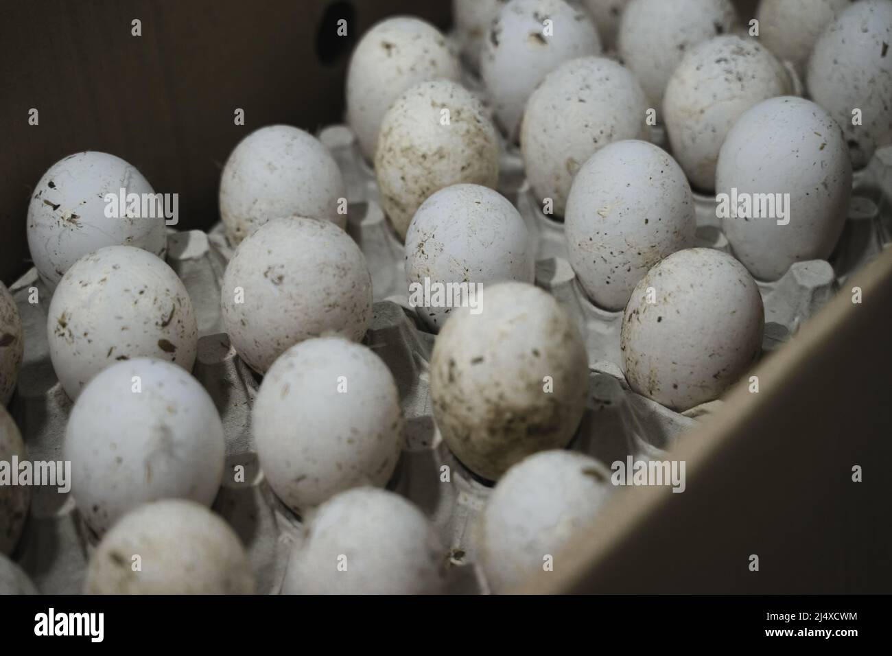 Goose eggs to be sold in an egg carton. Big fresh goose eggs. Selective ...
