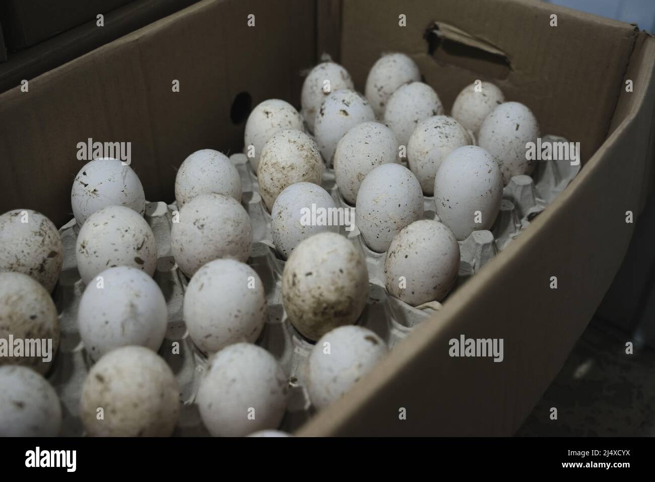 Goose eggs to be sold in an egg carton. Big fresh goose eggs. Selective ...