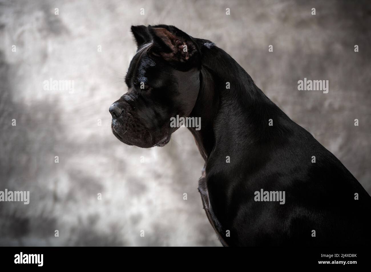 Italian mastiff Cane Corso, art of foggy background Stock Photo - Alamy