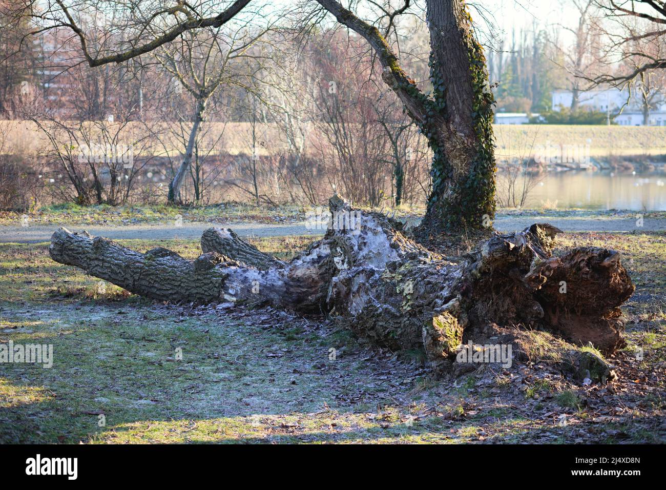 Mrtvy strom hi-res stock photography and images - Alamy