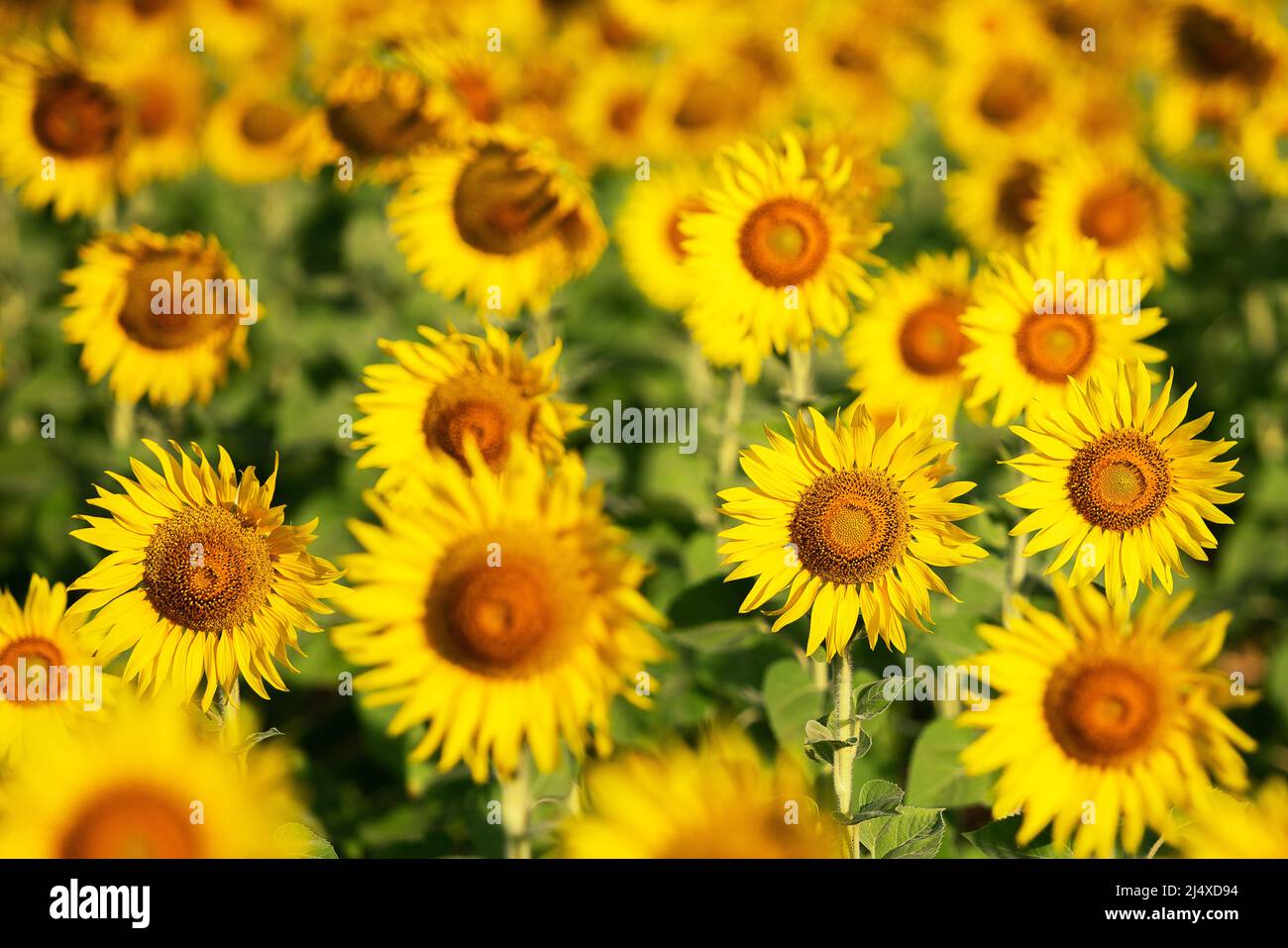 sunflower yellow and orange colorful in blossom season of sunflower ...