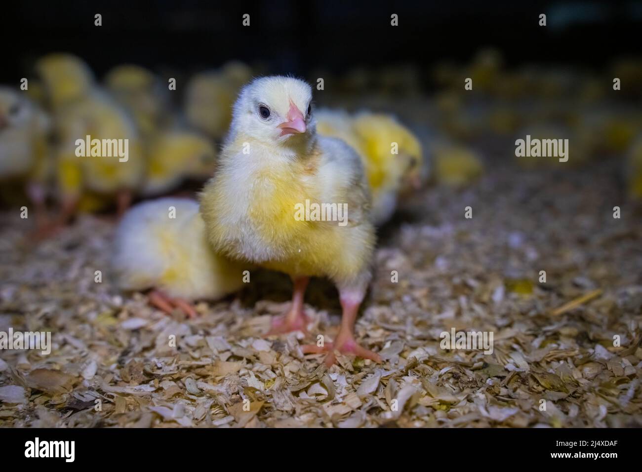 The little chickens in the smart farming. Newborn baby chicks. Close-up ...