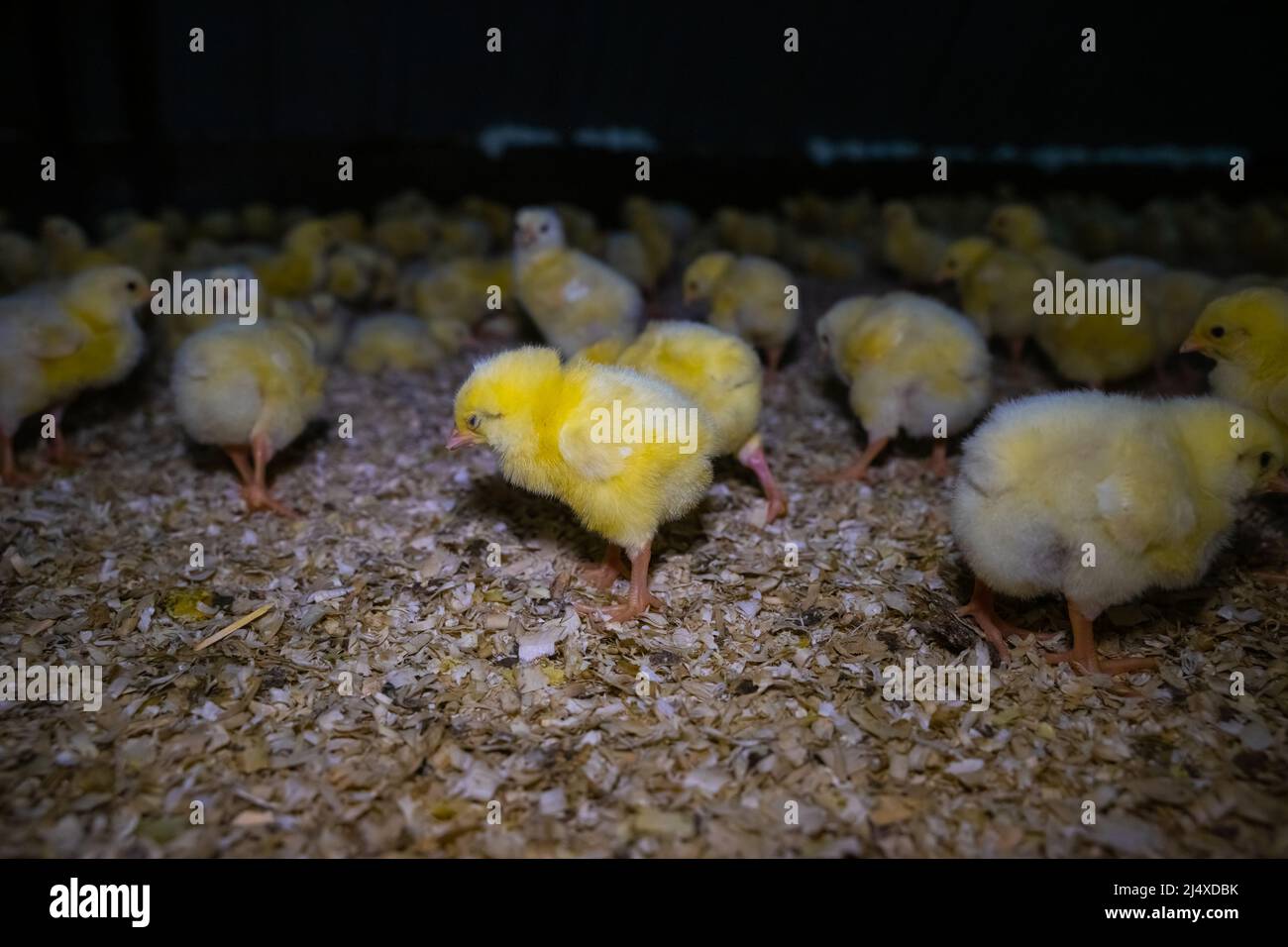 The little chickens in the smart farming. Newborn baby chicks Stock ...