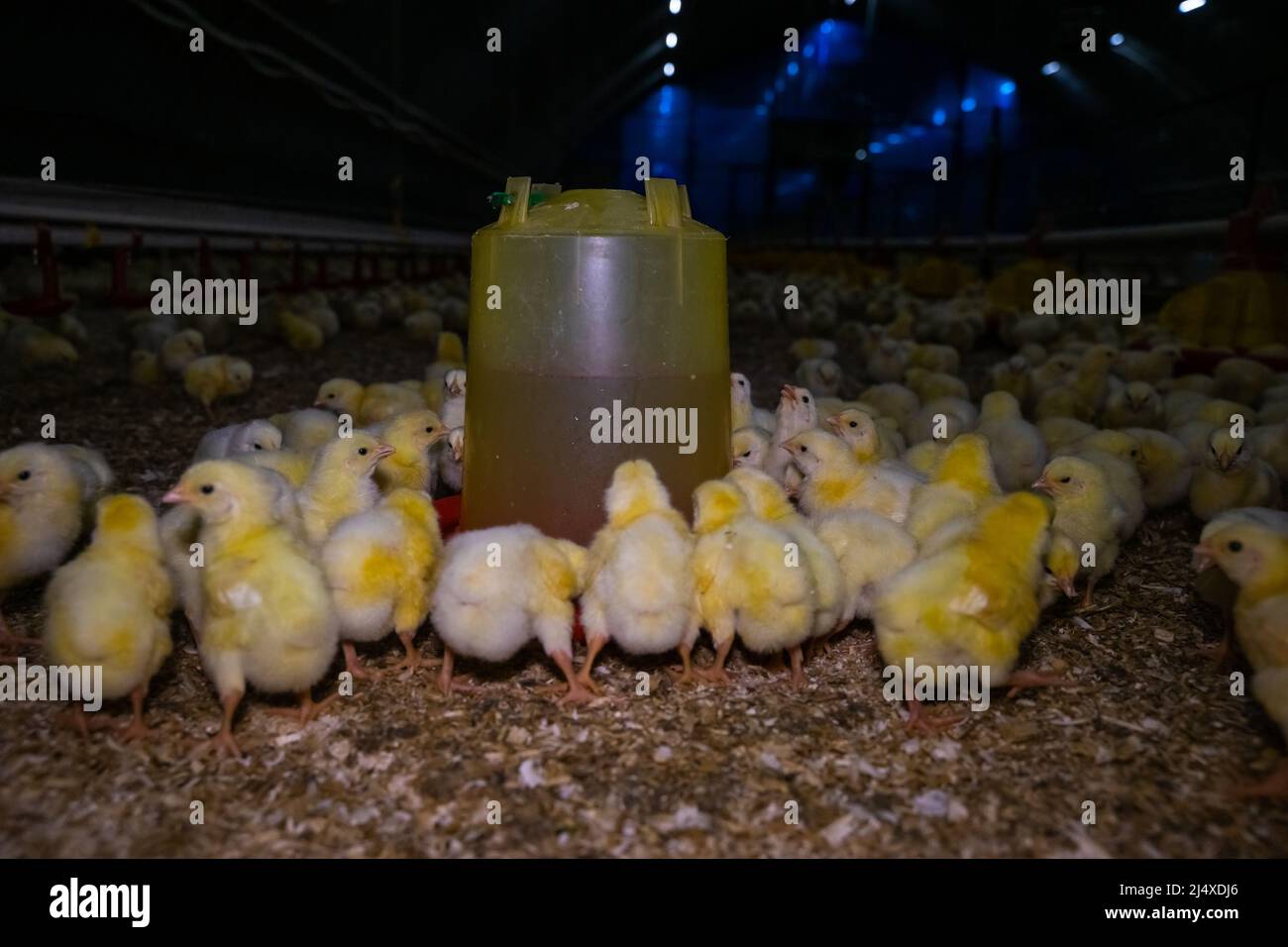 The little chickens in the smart farming. Newborn baby chicks. Chickens ...
