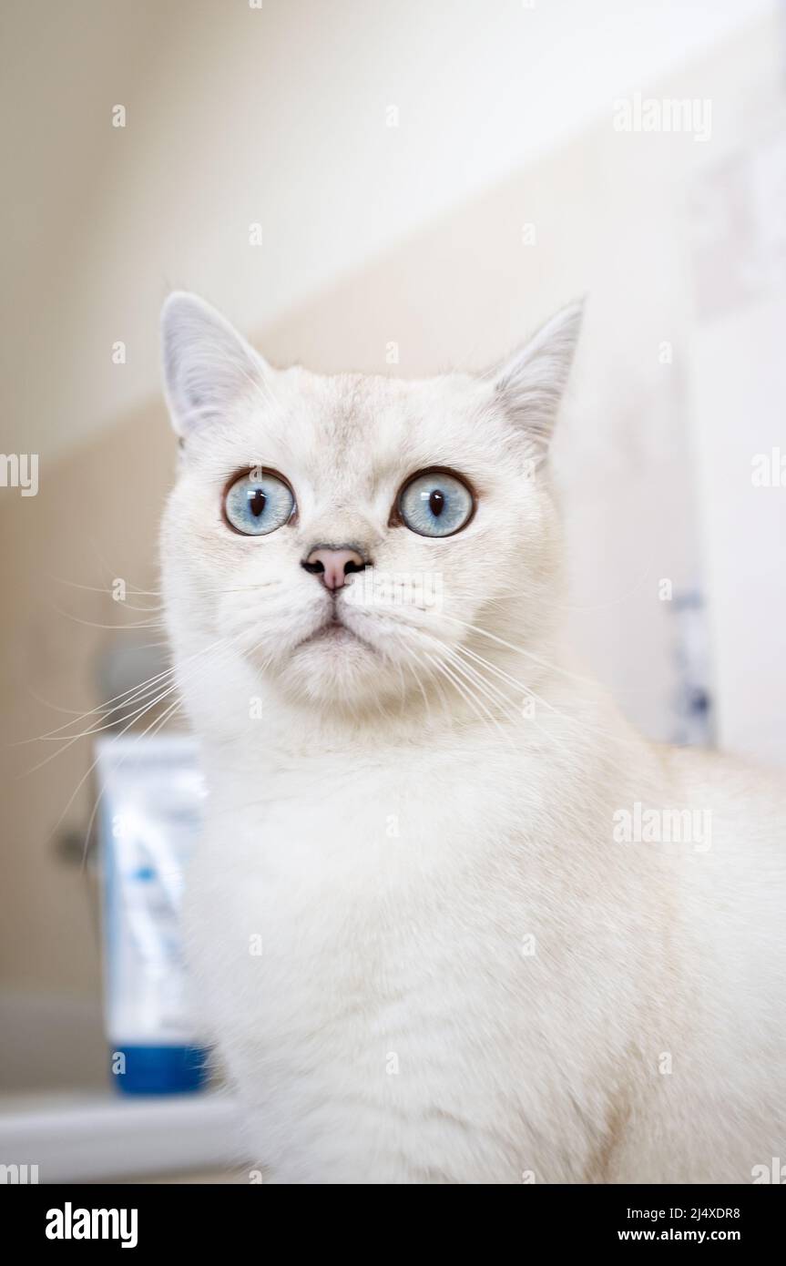 Stunned cat is shocked and looks with big blue eyes, on a blurred ...