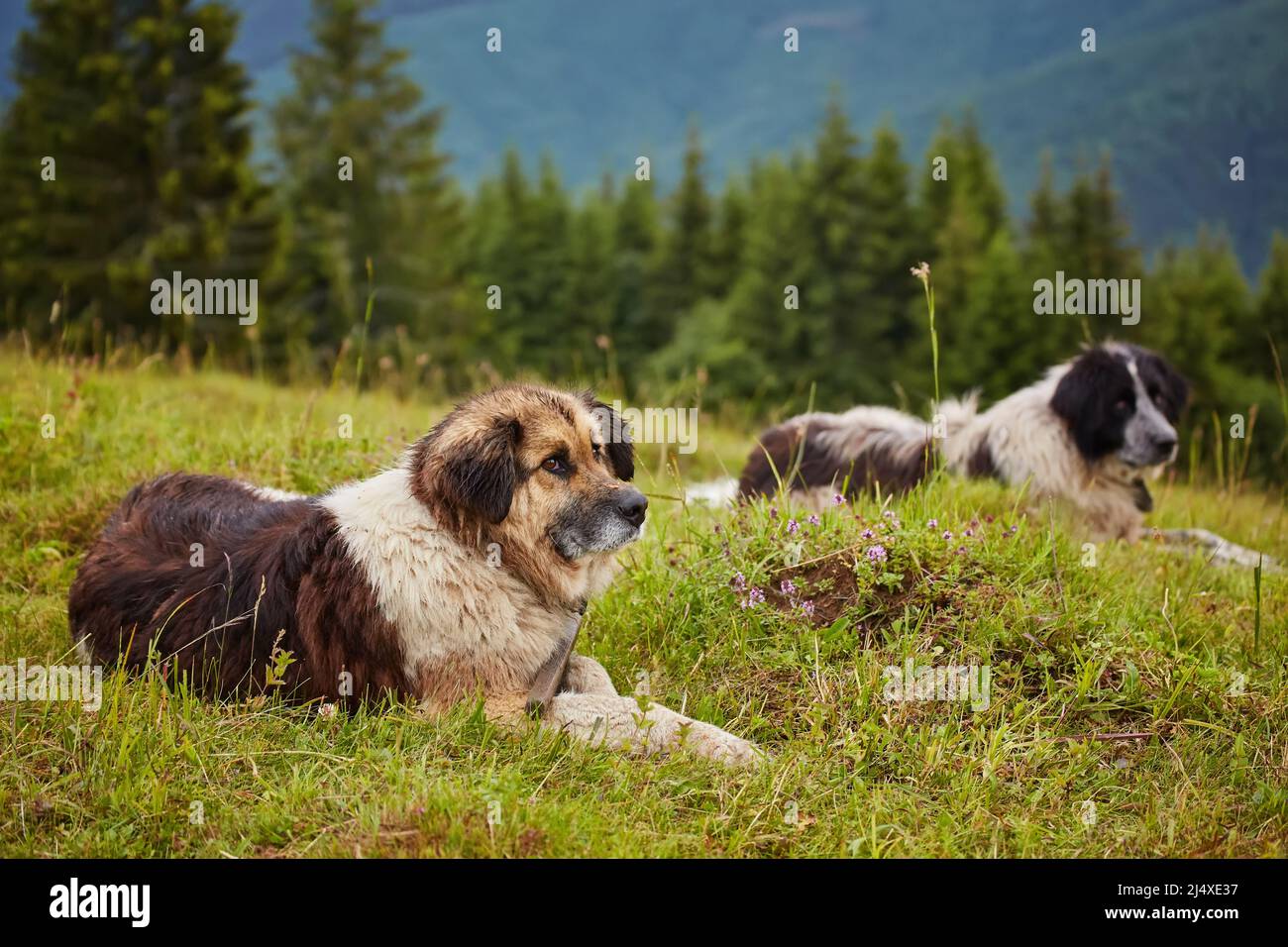 Romanian Mioritic Shepherd Dog laying on mountain grass Stock Photo - Alamy