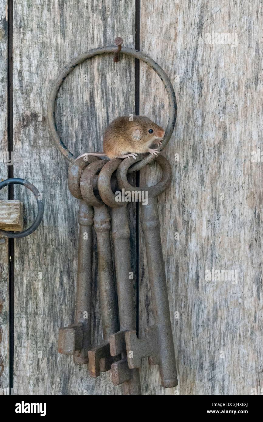 Shed key hi-res stock photography and images - Alamy