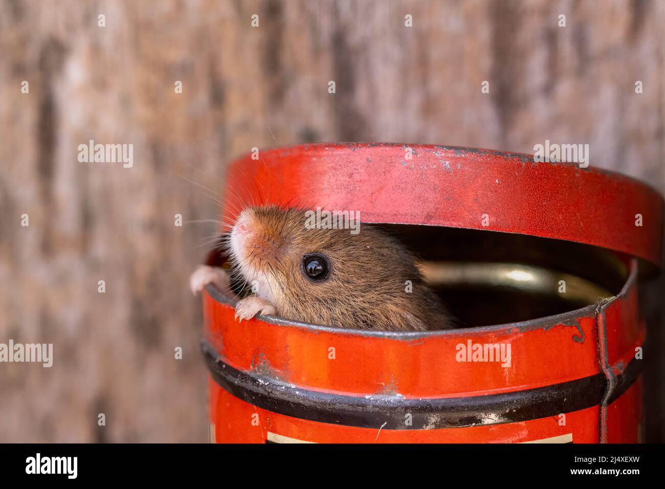 A Harvest Mouse peeping out from a vintage red tin, inside a wooden ...
