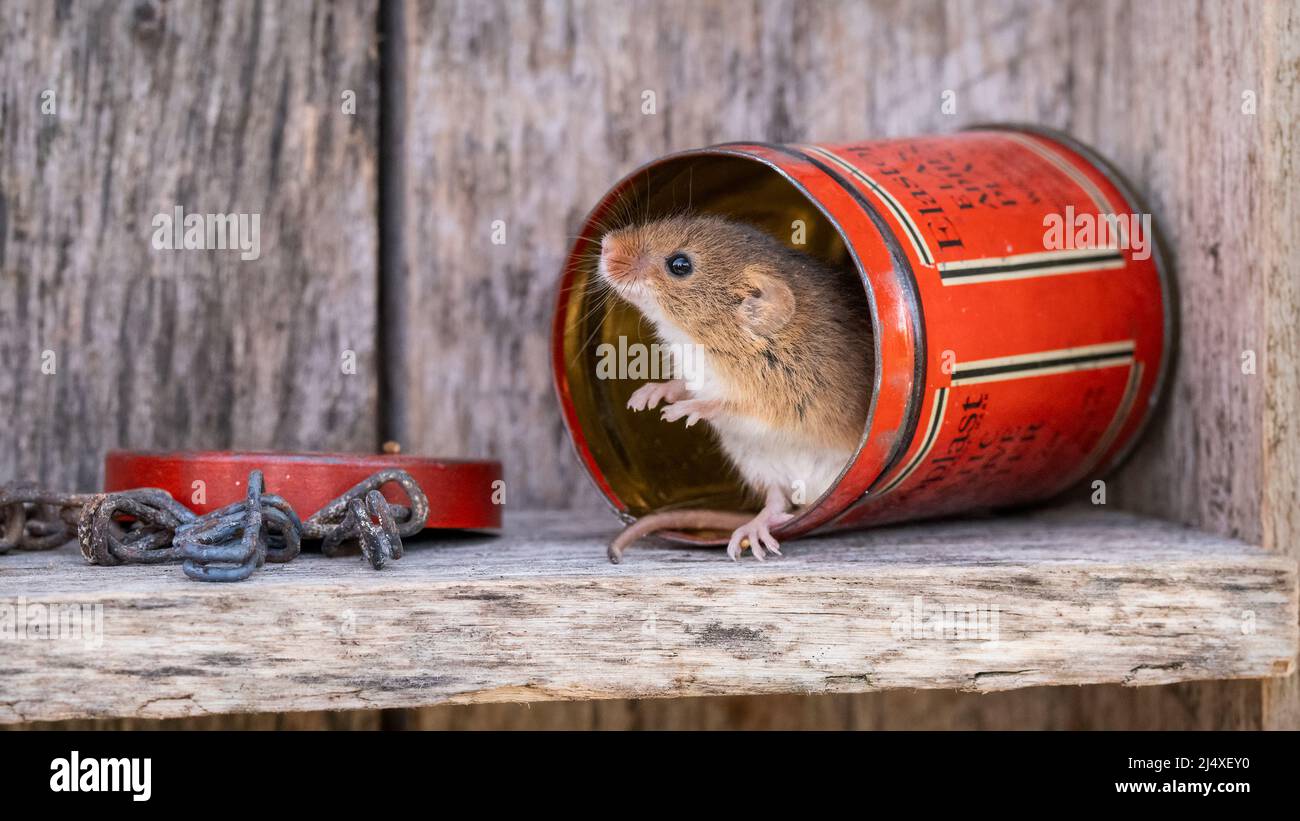 A Harvest Mouse peeping out from a vintage red tin, inside a wooden ...