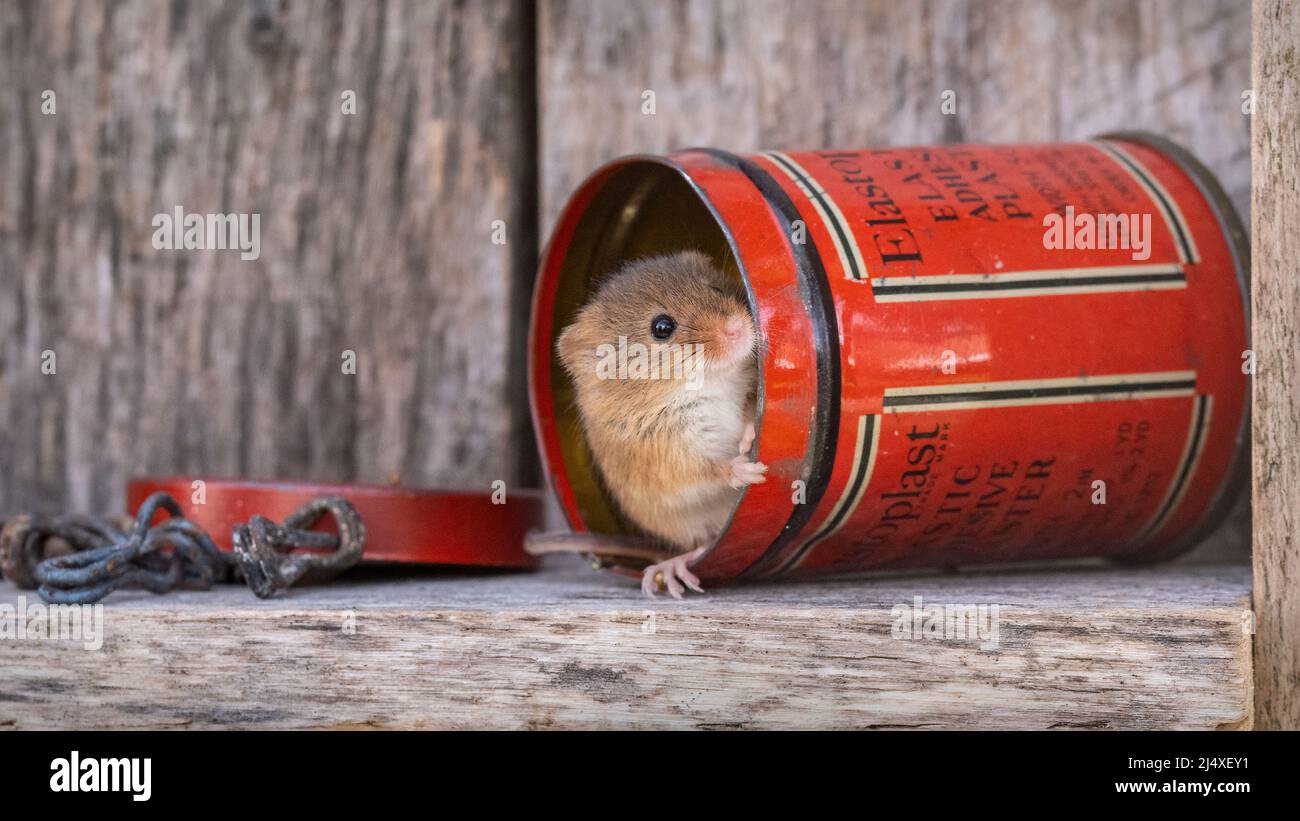Peeping mouse hi-res stock photography and images - Alamy
