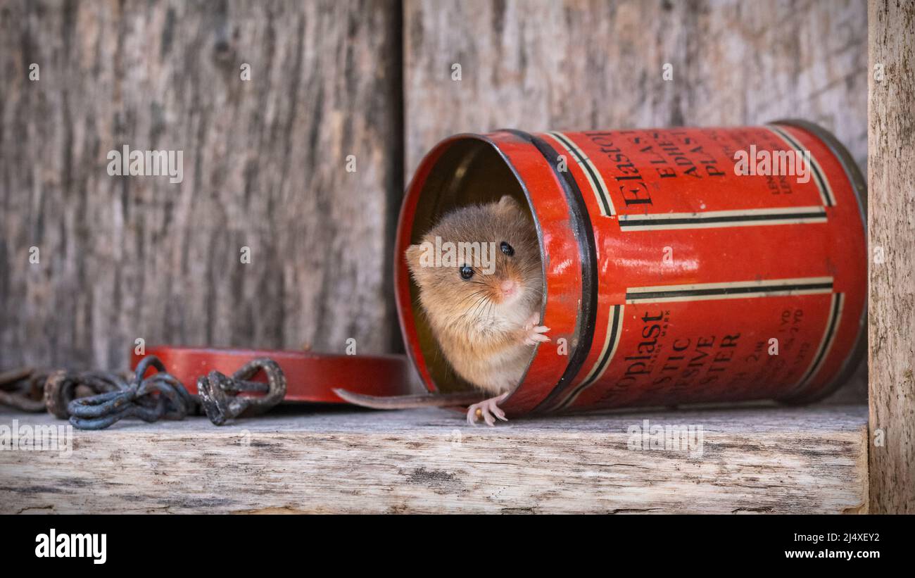 Peeping mouse hi-res stock photography and images - Alamy