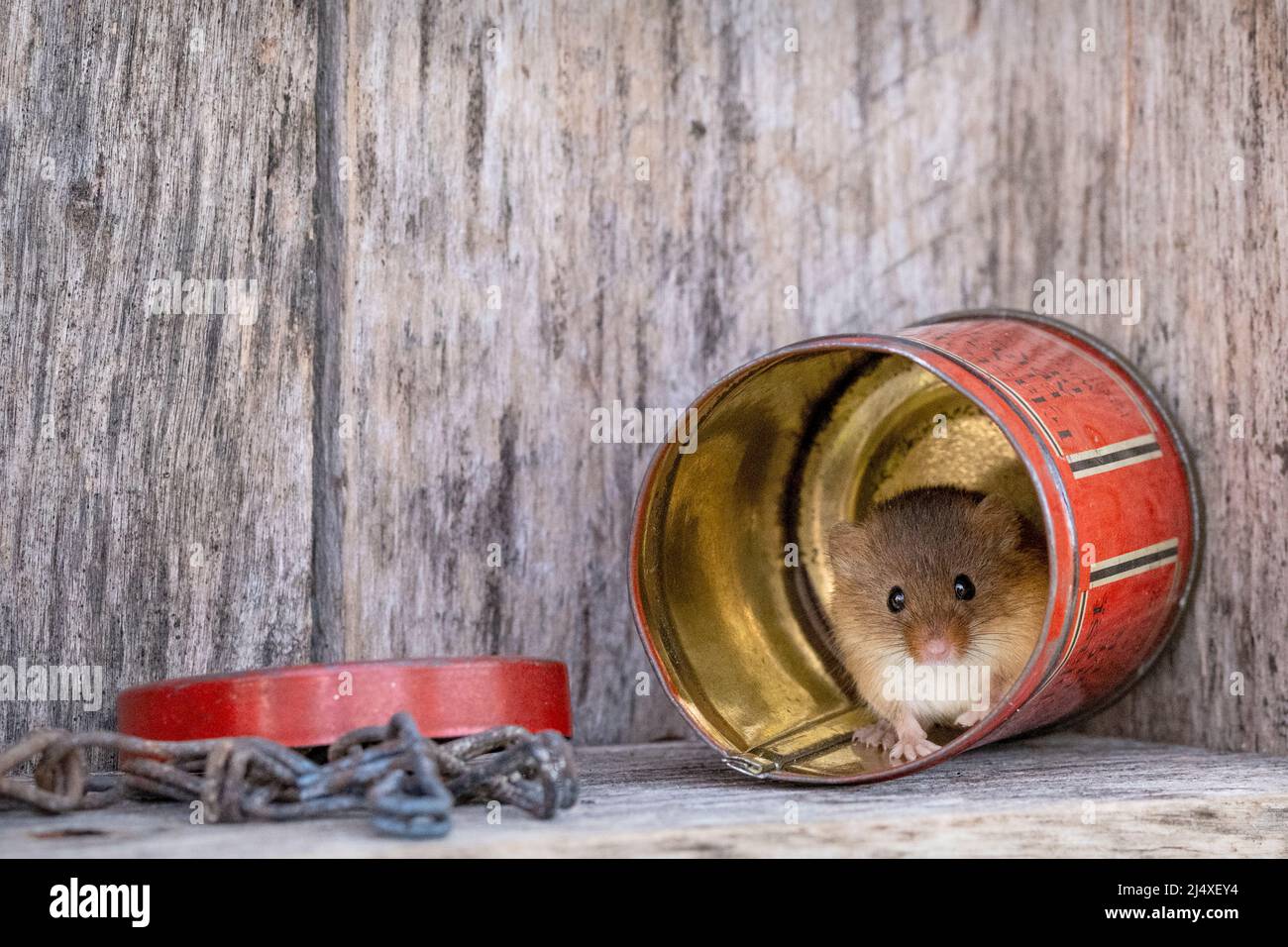 A Harvest Mouse peeping out from a vintage red tin, inside a wooden ...