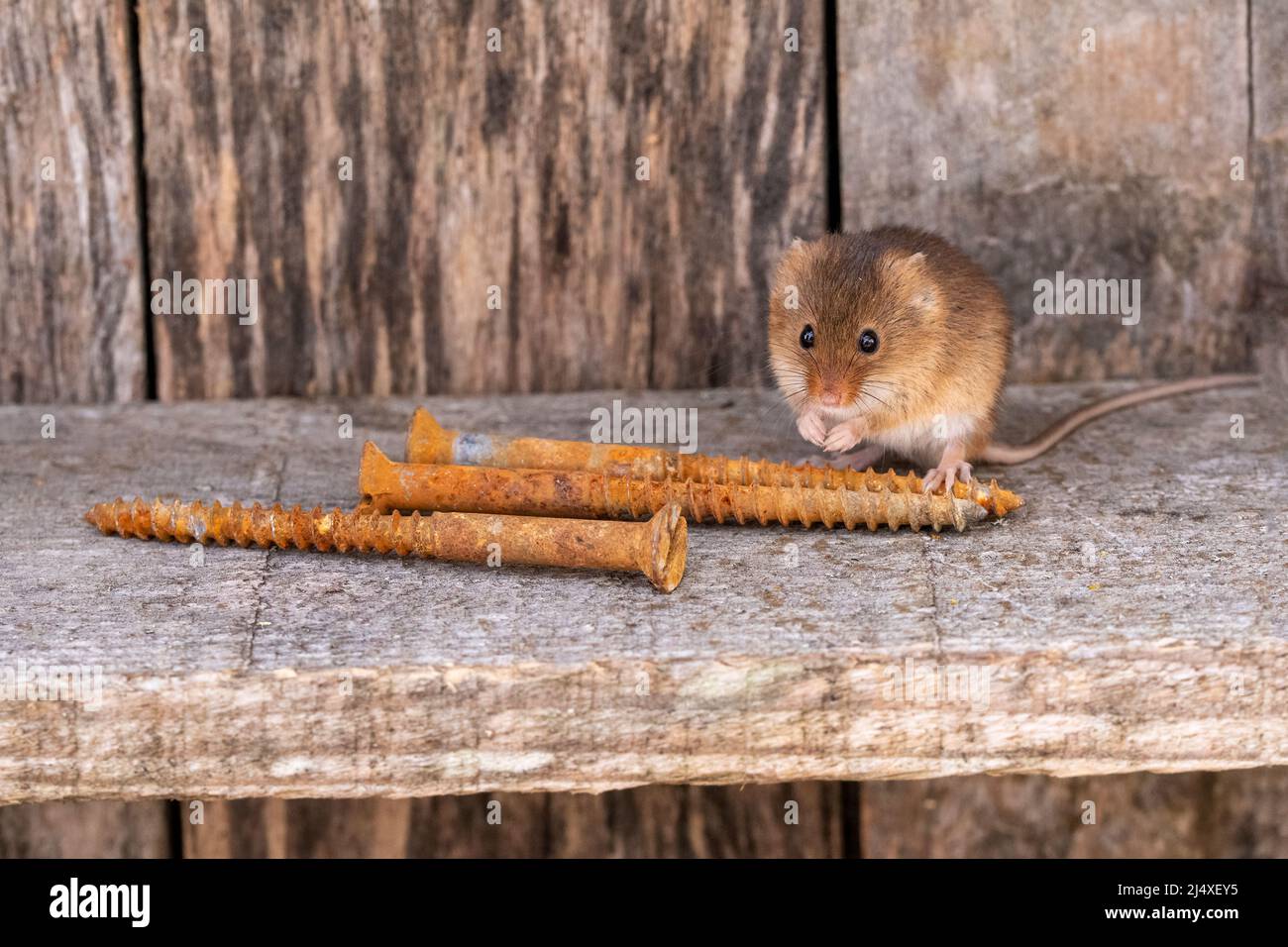 A Harvest Mouse stood on some rusty screws, inside a wooden tool shed ...